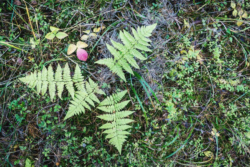 Fern in the Autumn Forest,view from Above Stock Image - Image of floral ...