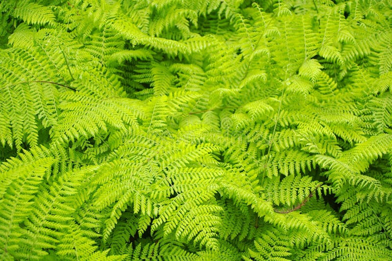 Fern Background Picture. Image: 13646578
