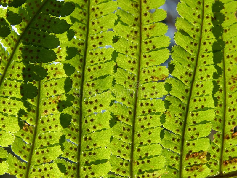 Fern Background Picture. Image: 1385061