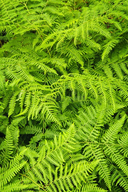 Fern background stock photo. Image of background, growing - 22794216