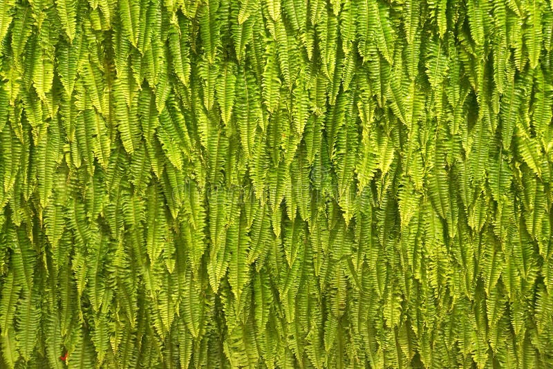Fern Background stock image. Image of bush, ecological - 24604241