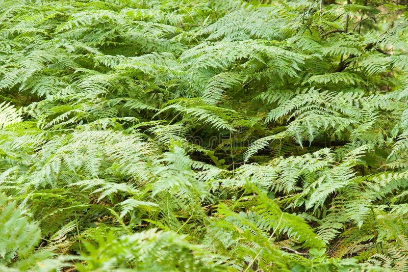 June Lush Ferns stock photo. Image of summer, nature - 14702558