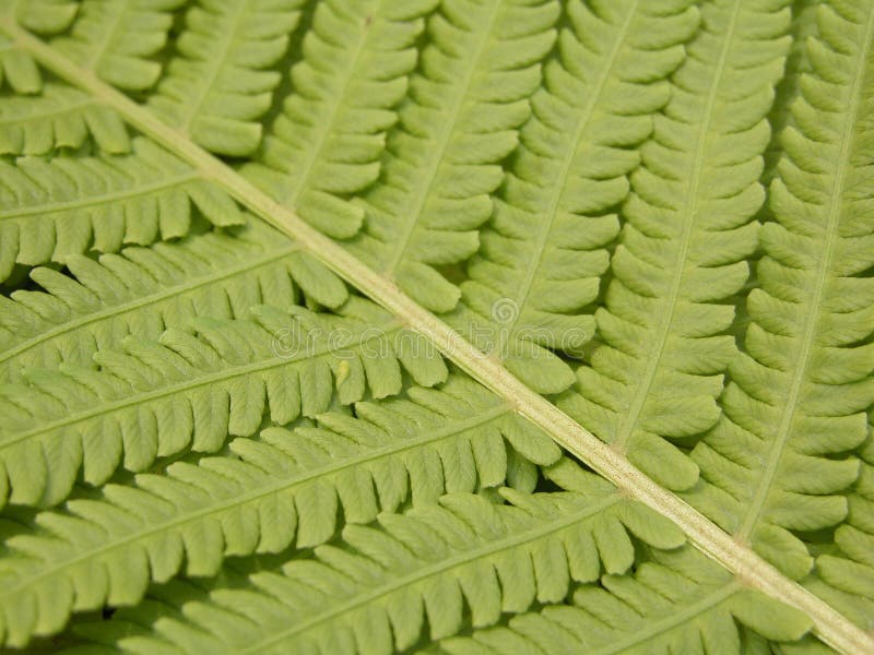 Maori Carving editorial photo. Image of maori, wood, culture - 1320601