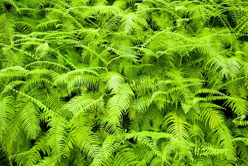 Fern background stock photo. Image of forest, background - 81175794