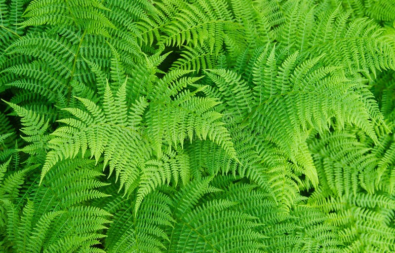 Fern background stock image. Image of decorative, foliage - 32347063