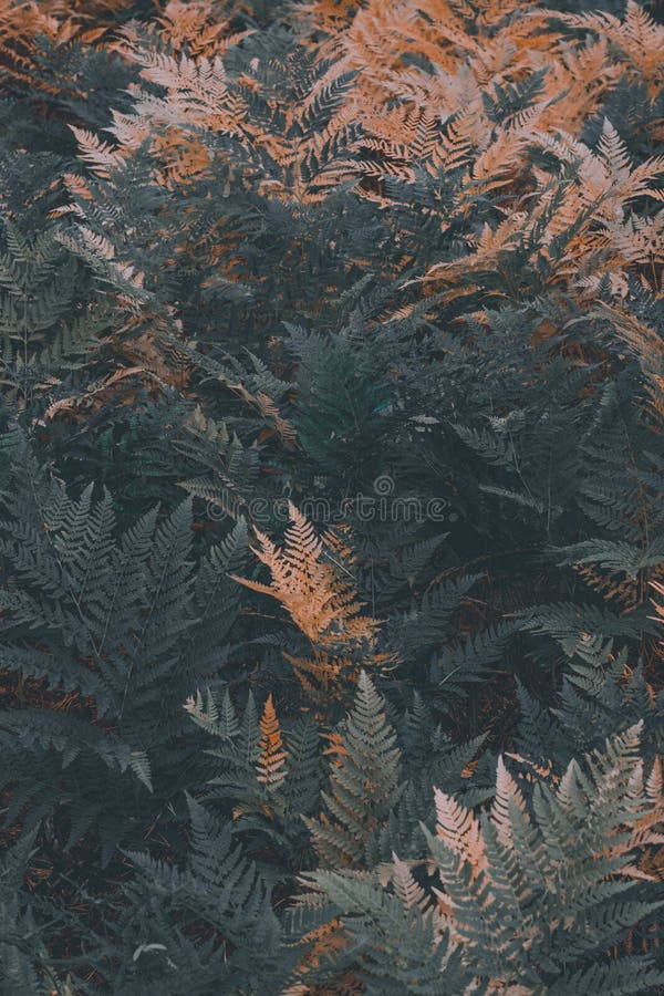 Fern background. stock image. Image of forest, plant - 231397907