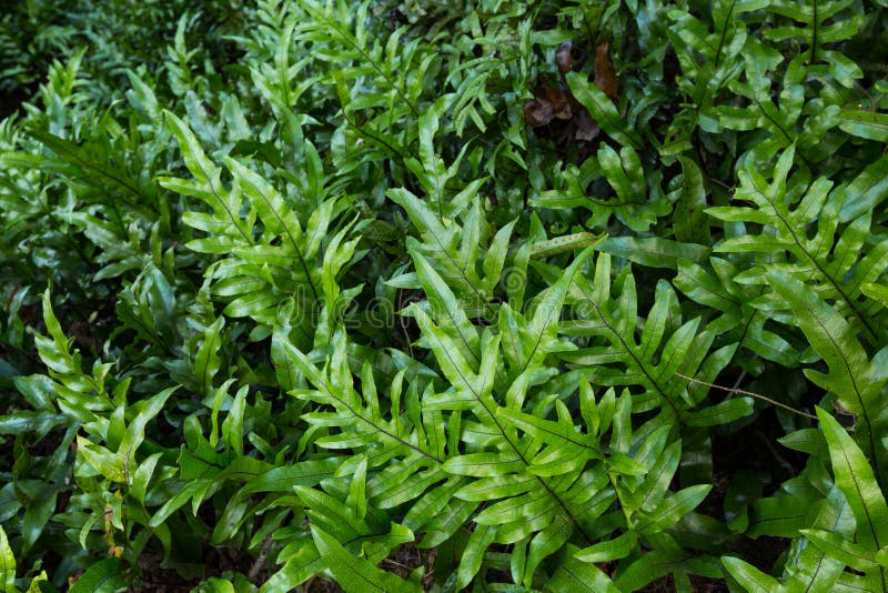 Fern background stock image. Image of shallow, spiral - 59515555