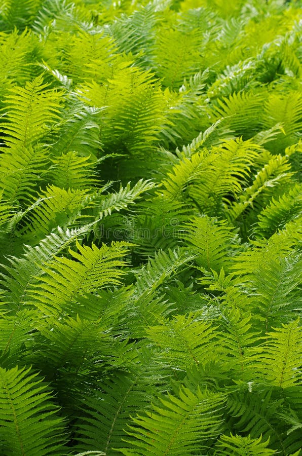 Fern background stock image. Image of fern, curly, decorative - 43119583