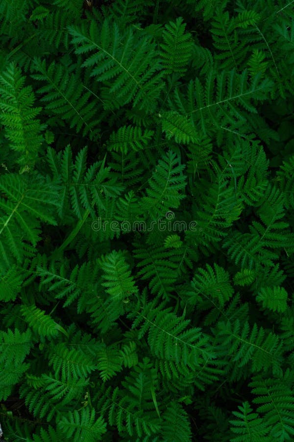 Fern Background Texture Pattern Stock Image - Image of summer ...