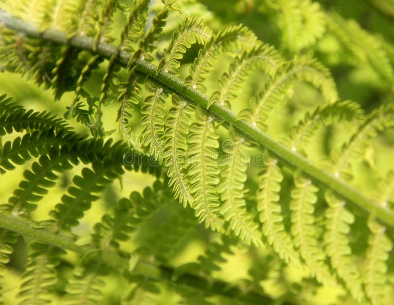 Fern background stock photo. Image of plants, stem, taiga - 31179612