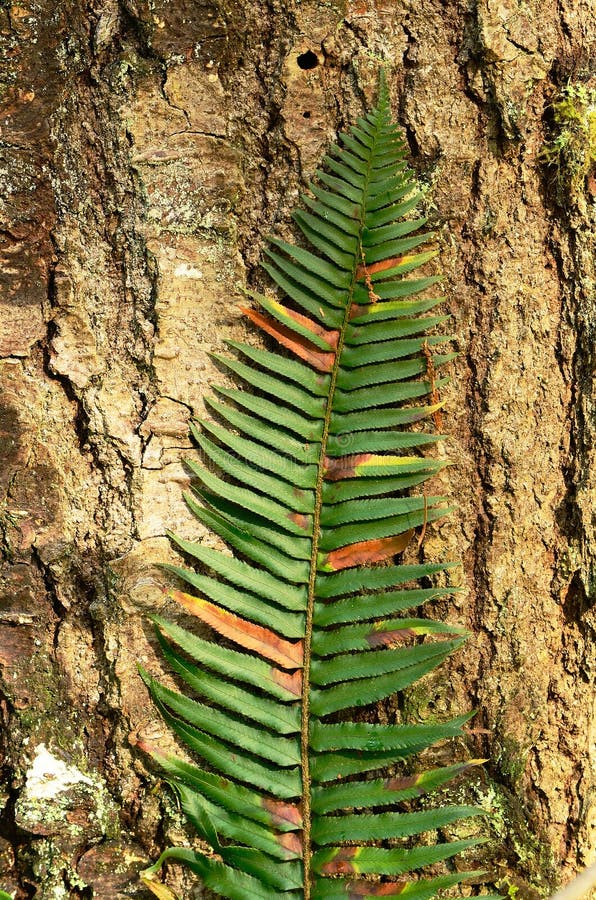 Fern on Bark stock photo. Image of fronde, shade, foliage - 22978784