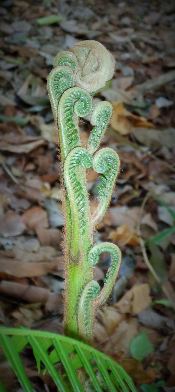 Fern stock photo. Image of fern, hawaii, foster, tropics - 60094108