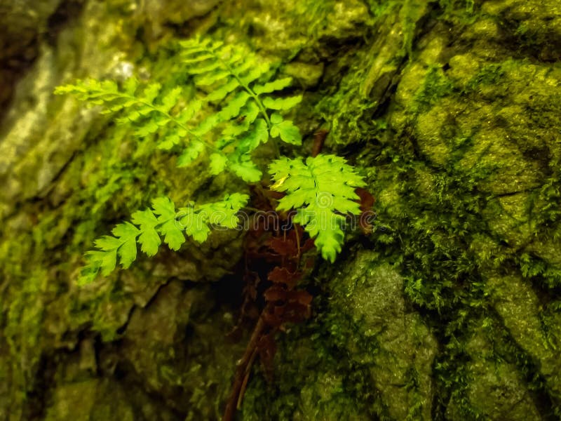 Fern stock photo. Image of fern, stone, nationalpark - 99448844