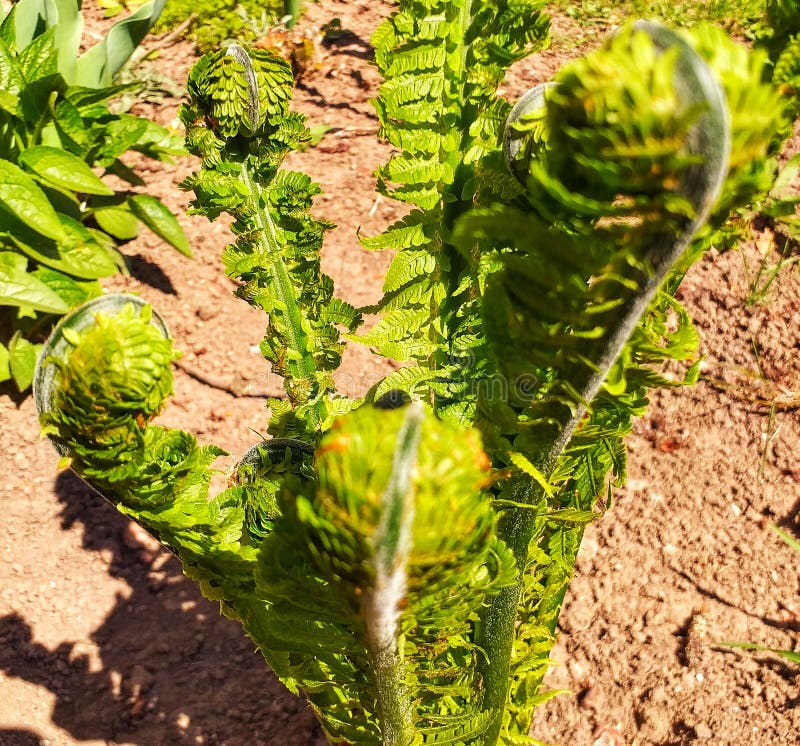 Fern on the Black Earth. Green Fern. Postcards and Landscapes. Stock ...