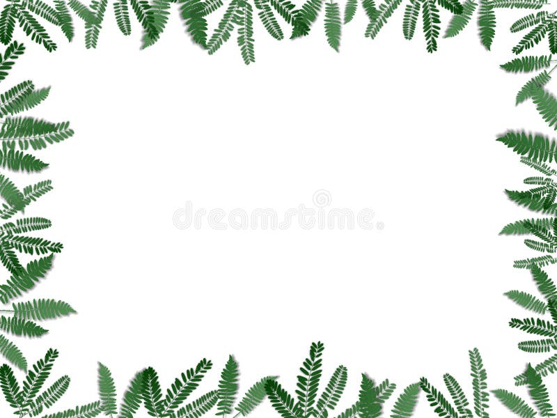 30+ Fern border Free Stock Photos - StockFreeImages