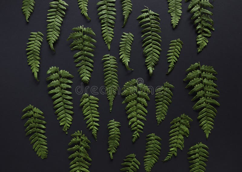 Fern Border Top View foto de archivo. Imagen de flor - 109348714