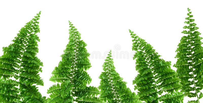 Fern Border, White Background Stock Image - Image of fractal, plant ...