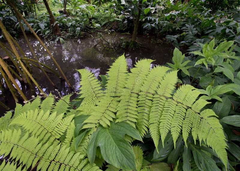 Fern in botanical garden stock image. Image of australian - 81675011