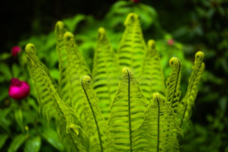 Fern in Botanical Garden, Forest , Green Leaf Stock Image - Image of ...