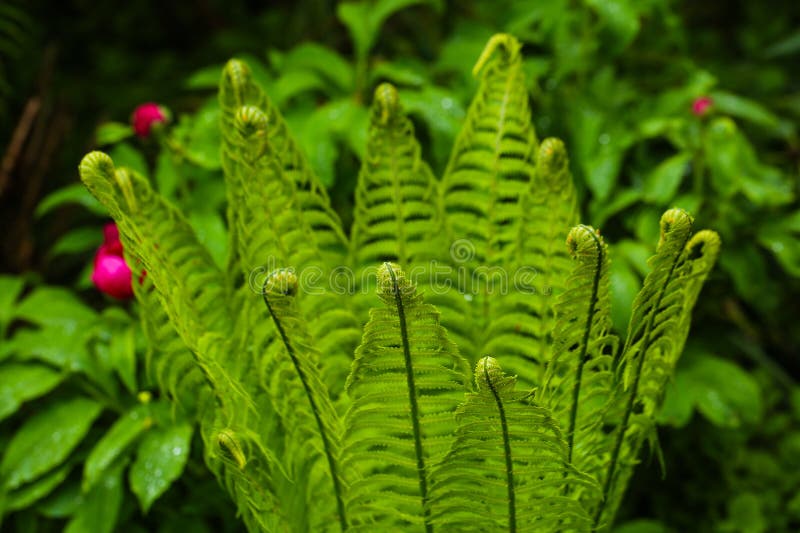 Fern in Botanical Garden, Forest , Green Leaf Stock Photo - Image of ...