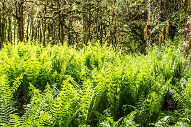 Fern in Boxwood Dense Forest Stock Photo - Image of forest, tourism ...
