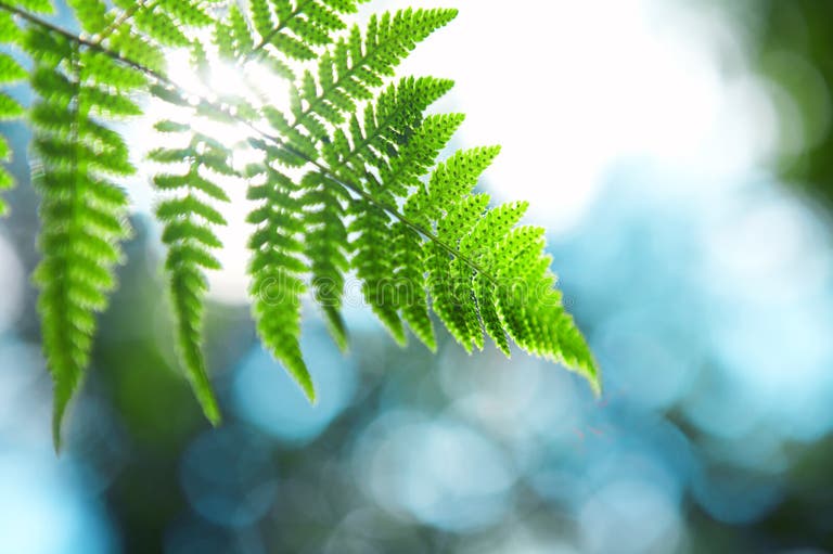 Fern branch stock photo. Image of sunlight, selective - 10244146