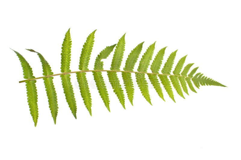 Fern stock photo. Image of branch, intricate, ornamental - 21135482