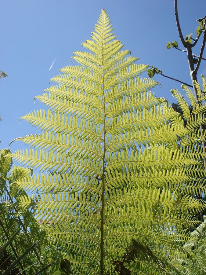 Fern branch in a blue sky stock photo. Image of blue - 40913954