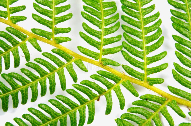 Fern Branch Closeup stock image. Image of vein, closeup - 5910571
