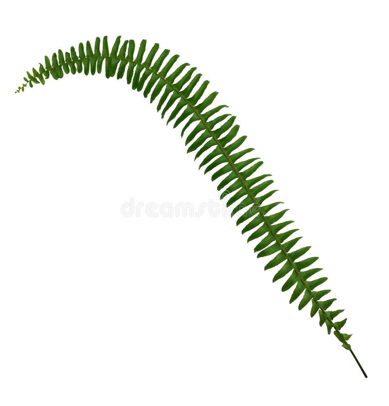 Fern branch isolated stock photo. Image of leaves, bush - 268157936