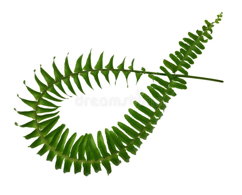 Fern branch isolated stock photo. Image of botanic, curve - 268815226