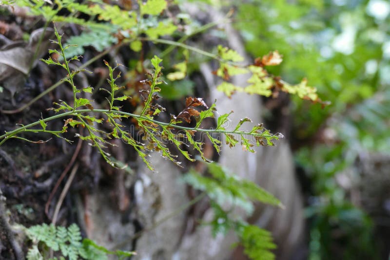 Fern, Branch and Plant Growing on Trunk Stock Image - Image of growing ...