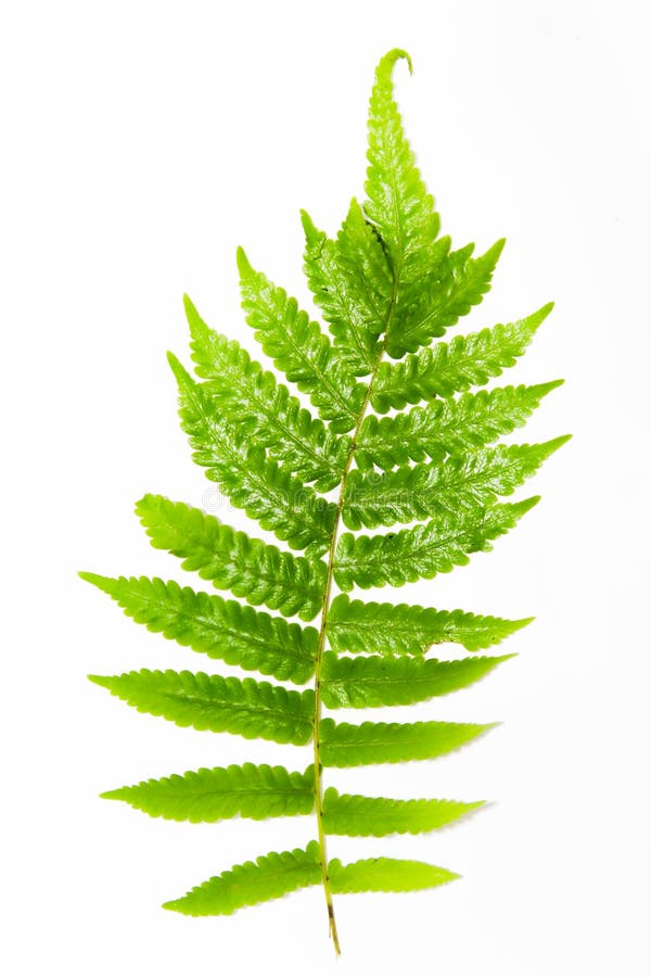 Fern branch stock photo. Image of botany, leave, nature - 49470670