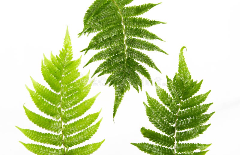 Fern branch stock photo. Image of botany, leave, nature - 49470670