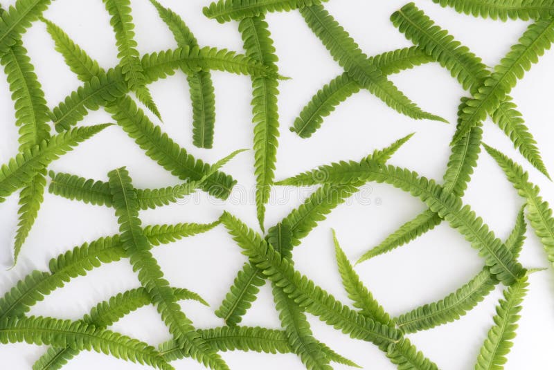 Fern Branches and Leaves on White Background. Top View Stock Image ...