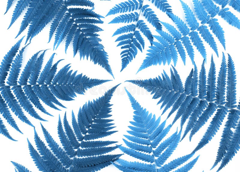 Fern Branches Pattern Isolated on White Background. Clasic Blue Color ...