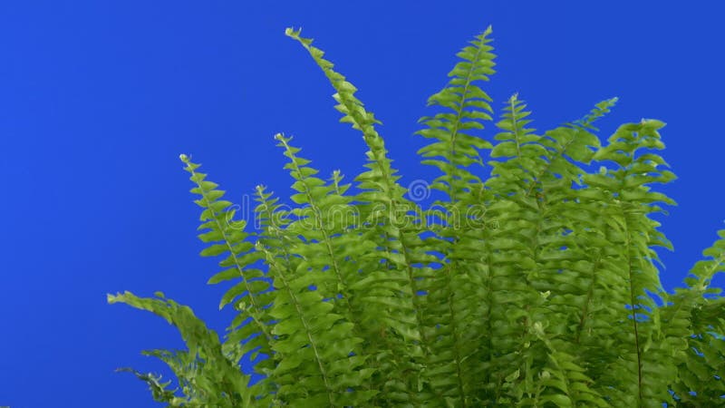 Fern in Breeze Closeup Bluescreen Isolated Stock Footage - Video of ...