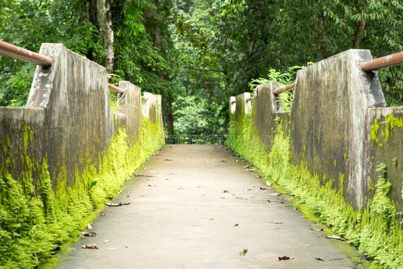 Fern Bridge stock photo. Image of fresh, concrete, park - 75802604