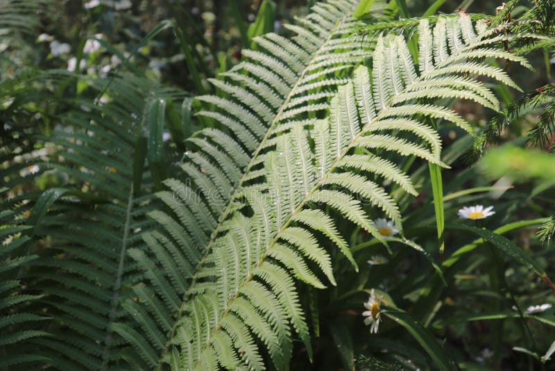 Fern on a Bright Sunny Day, Tropical Corner Stock Image - Image of leaf ...