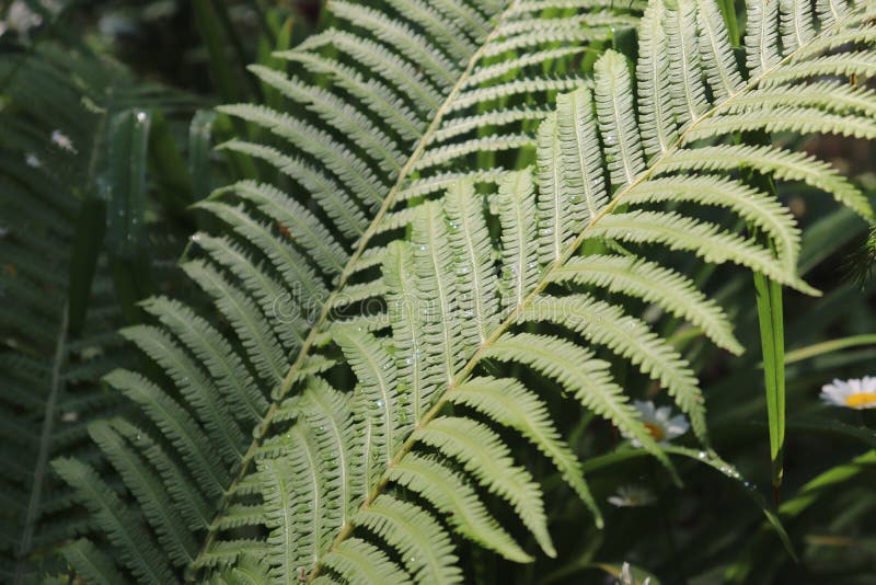 Fern on a Bright Sunny Day, Tropical Corner Stock Photo - Image of ...