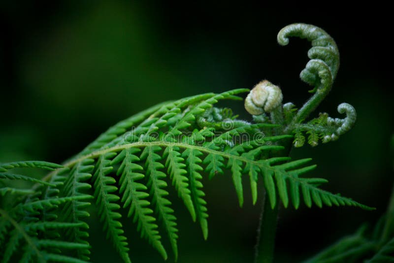 Fern Buds Just Emerging from the Ground, Forest Ground Texture Stock ...