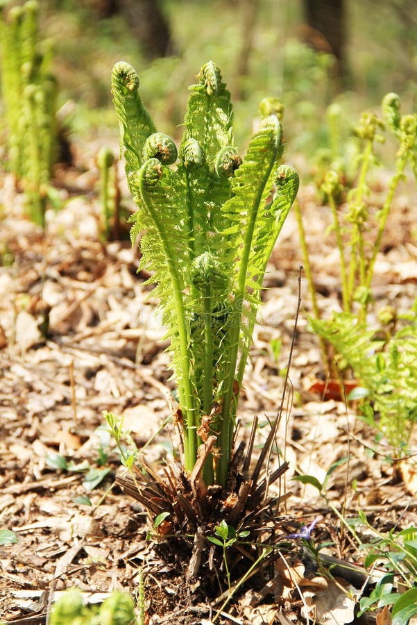 Fern stock image. Image of growing, grow, nature, botany - 91098411