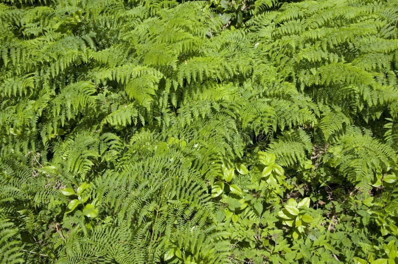 Fern Bush or Plant Growing Wild with Other Vegetation in the Forest ...