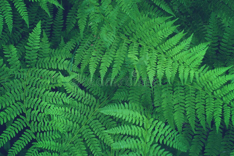 Fern Bush Growing in the Forest, Beautiful Leaf Pattern Stock Photo ...