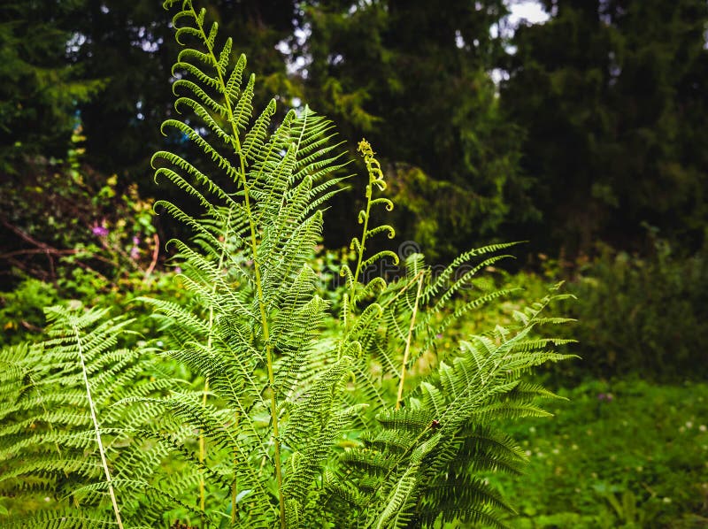 Fern Bush Illuminated by the Sun.a Bush Grows in the Forest Stock Image ...