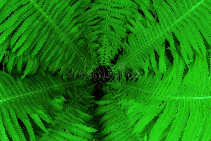 Fern Bush Top View, Close-up Stock Photo - Image of green, botany ...