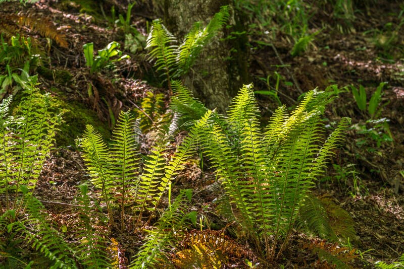 Fern bushes in the forest stock photo. Image of exotic - 219325054
