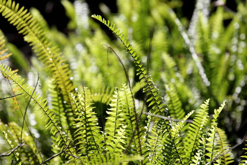 Fern bushes stock photo. Image of forest, nature, park - 47557674
