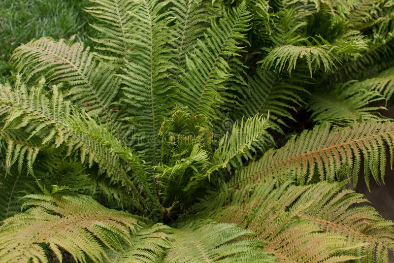 Fern Bushes Grow in the Garden Stock Image - Image of foliage, bush ...