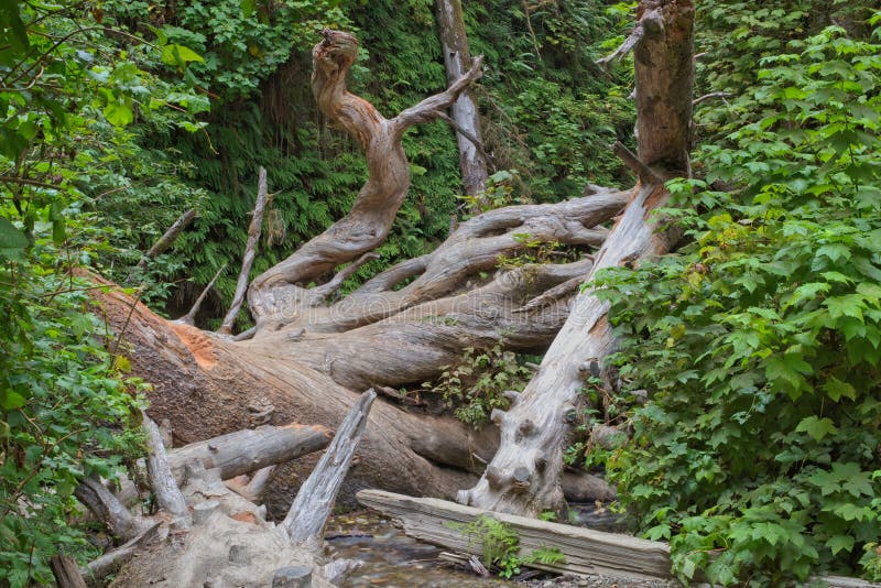 Fern Canyon with Fallen Redwood Stock Image - Image of fallen, camping ...